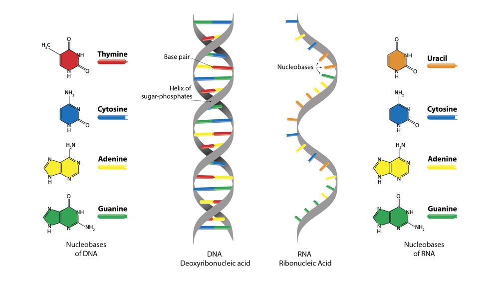 Is self-amplifying or endless RNA the future of mRNA vaccines?