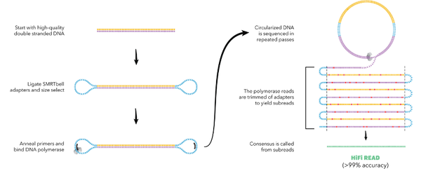 A quick overview of DNA and DNA sequencing - ILMN, PACB and ONT