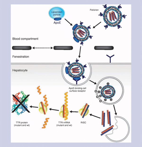 An Overview of RNA Technologies