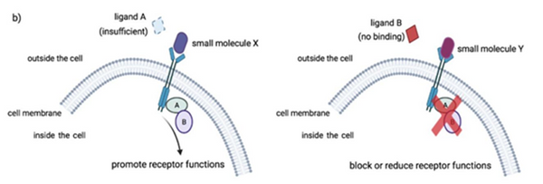 Exploring Drug Modalities Small Molecules Biologics Rna Cell And Gene Therapy