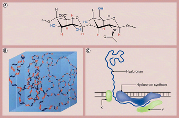 Halozyme Therapeutics (HALO) Deep Dive